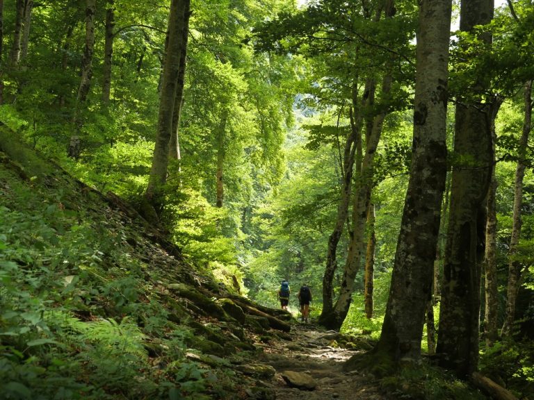 ADT_Foret-du-Biros_David-Genestal_Carnets-de-Rando - Carnets de Rando